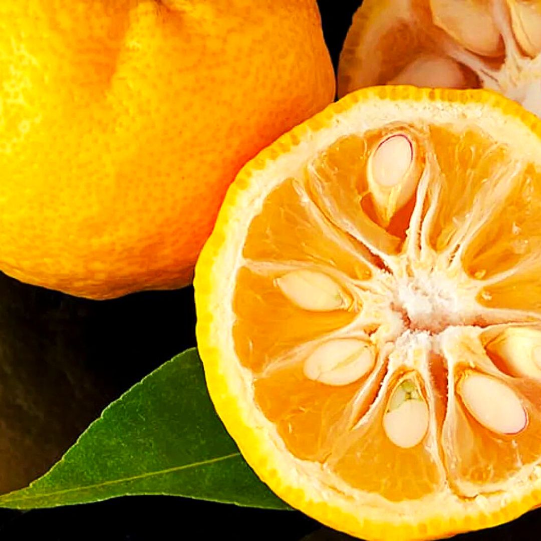 Yuzu – Sarah Horowitz Parfums