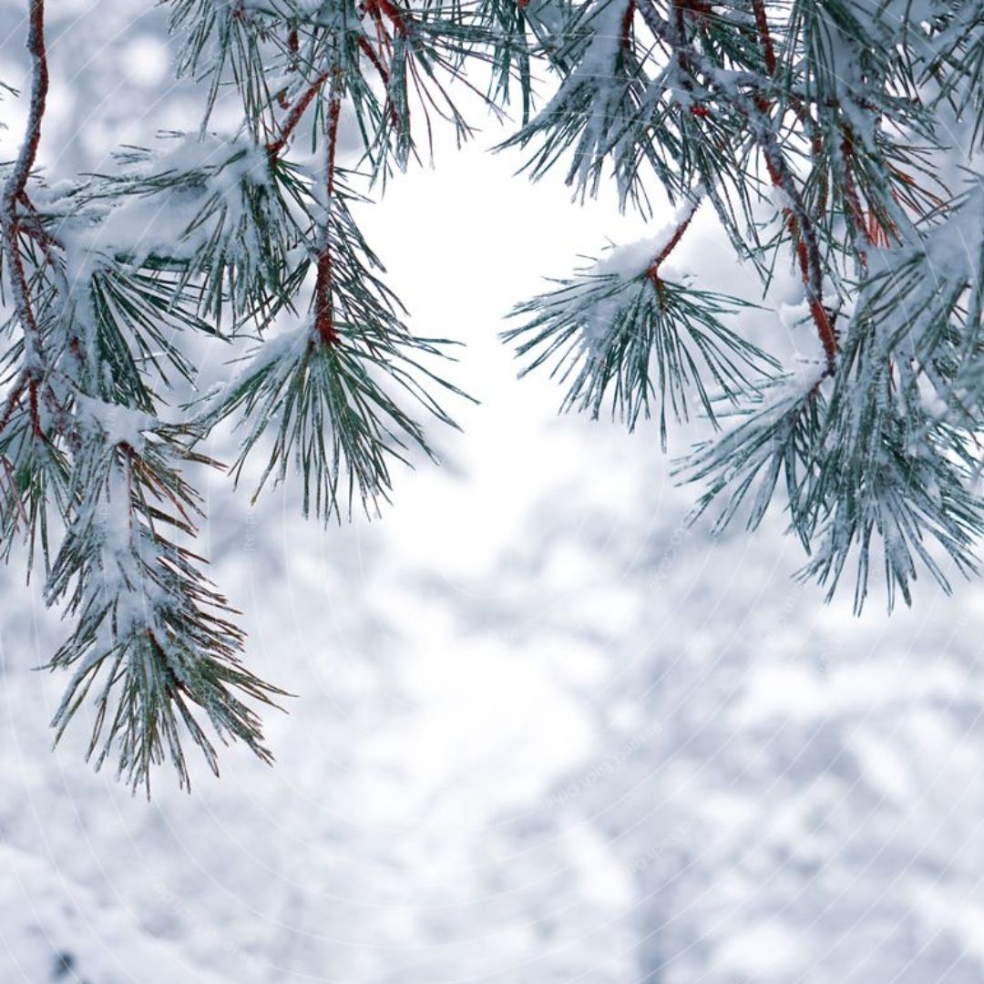 Frost Kissed Pine – Sarah Horowitz Parfums